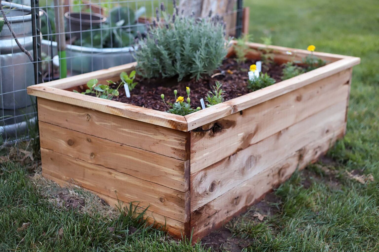 Cedar and Boxes – Patriot Victory Gardens